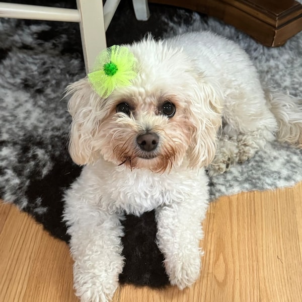 Plain DOG BOWS, Tulle Dog Bows, Grooming Dog Topknot Bows - Etsy