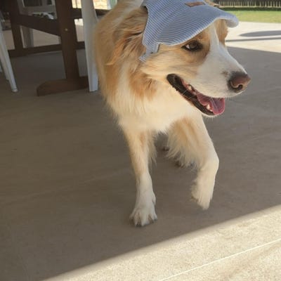 Corduroy Dog Hat Bucket Hat Puppy Hat Dog Visor Sun Protection Cap ...