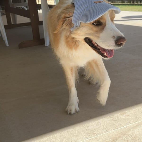 Dog Hat Bucket Hat Puppy Hat Dog Visor Sun Protection Cap Travel Hat ...