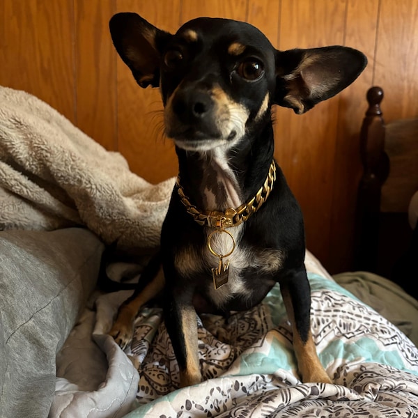 Engraved Name Dog Collar | Cuban Chain Link Collar | 23mm Designer Dog ...