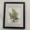 Pressed Leaf Print, 11x14 Double Matted, Chinese Tallow Leaves, Nature Art, Limited Edition ...