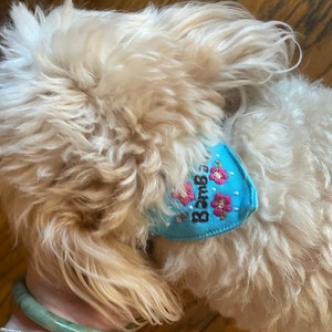 Velcro Dog Name Tag for Harness, Velcro Dog ID Tag, Custom ID for ...