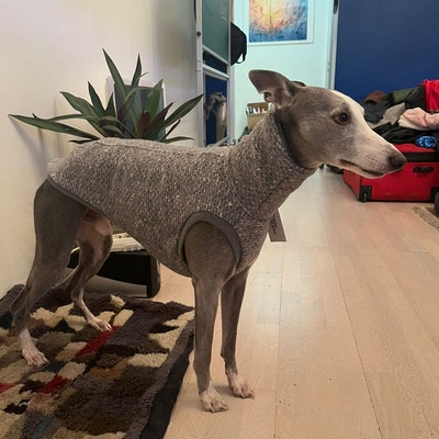 Comfort and Support: the Perfect Grooming Belt for Your Pooch. Dog ...