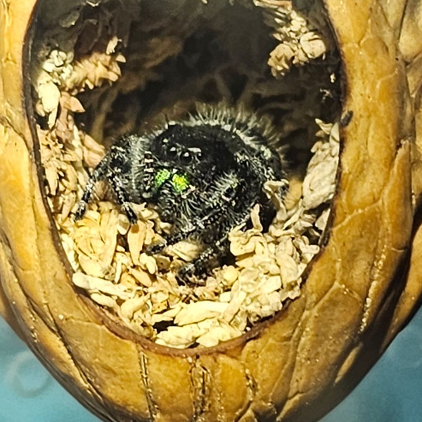 Walnut Hide | Jumping Spider Hide - Etsy