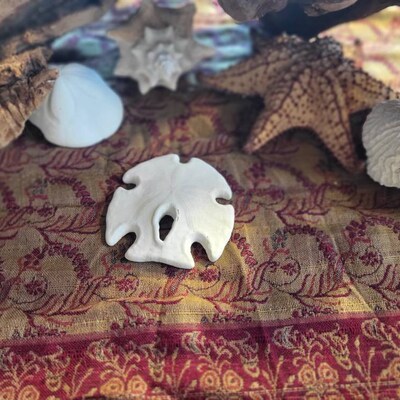 Imperial Volute Conch Shell Horn Spikes Unique Large Display Seashell ...