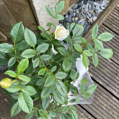 Diamond Wedding Rose 60th Wedding Anniversary Gift Help - Etsy