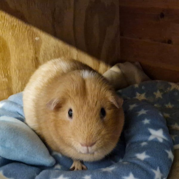 8 Designs ***high Quality**polar Fleece** Small Animal ,pet, Guinea Pig ...