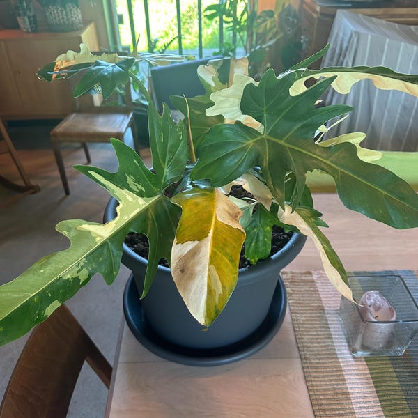 Nono Banana (musa Pink Variegated) Medium Size - Etsy