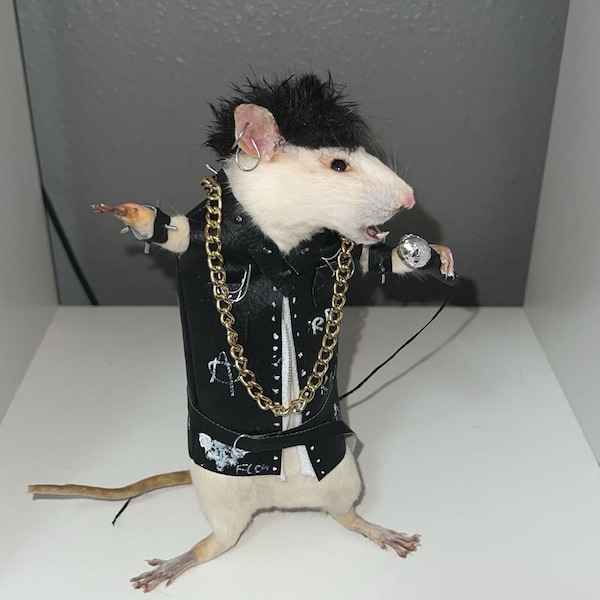 Taxidermy Rat Punk Rock Star Taxidermy Rat Punk Rocker Cabinet of ...