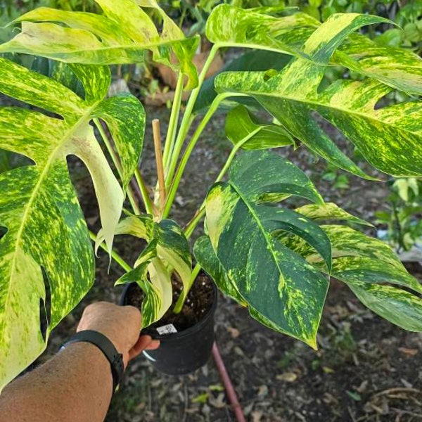 Philodendron Burle Marx Flame Gift for Plant Lover Gift Sellers Choice ...