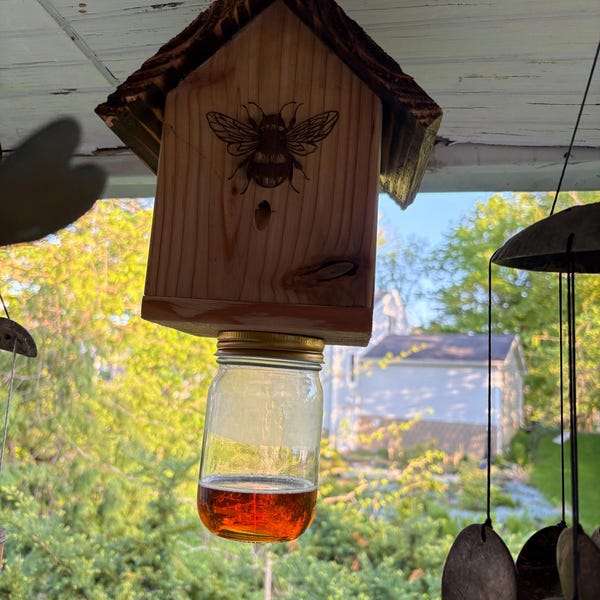 Wasp & Bee Soda Bottle Trap - Pack of 3 - Etsy