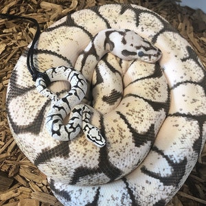 Customizable Ball Python Miniature / Figure / Sculpture / Necklace ...