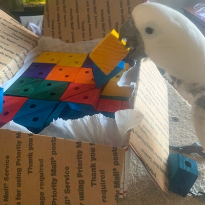 Colored 50 Pcs. Wooden Wood Blocks Bird Parrot Toys Parts Mini Macaw ...