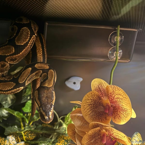 Reptile Thermostat Probe Mount - Etsy