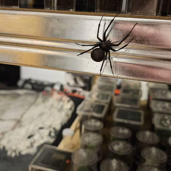 Giant Plastic Spider as Decoration | Double Sized Realistic Giant House ...