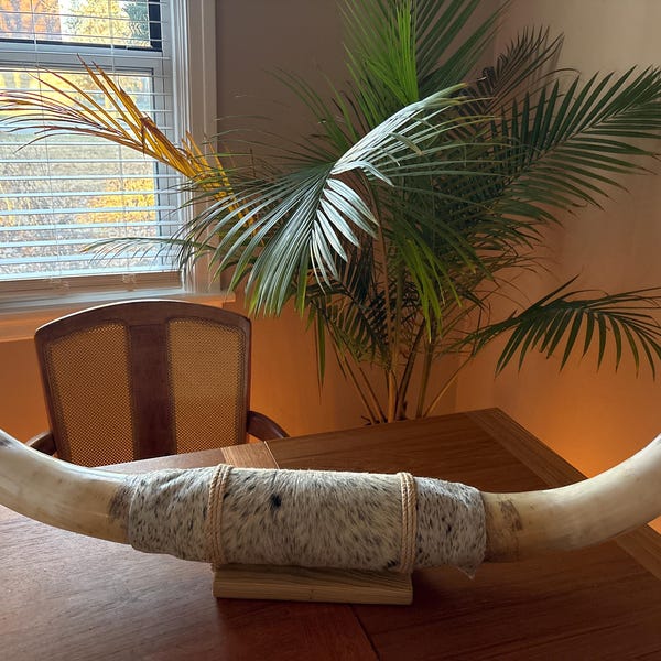 Steer Horns 214 Mounted LONGHORN Steer Horns 5'9 Tip to Tip Bases 19 - Etsy