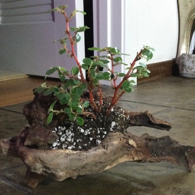 20 Manzanita Log, Aquarium Wood, Reptile Wood, Terrarium Basking Perch ...