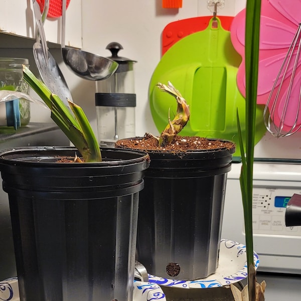 Sweet Flag Plant / Root - Live Bare Root - Organic (acorus Americanus ...