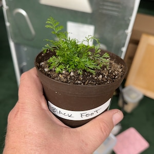 Flowerpotnursery Moonlight Fern Cretan Brake Fern Pteris Cretica Mayii ...