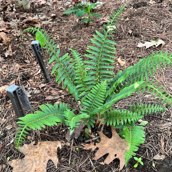 10 Christmas Ferns Bare Root/rhizomes, Native Fern, Woodland Garden ...