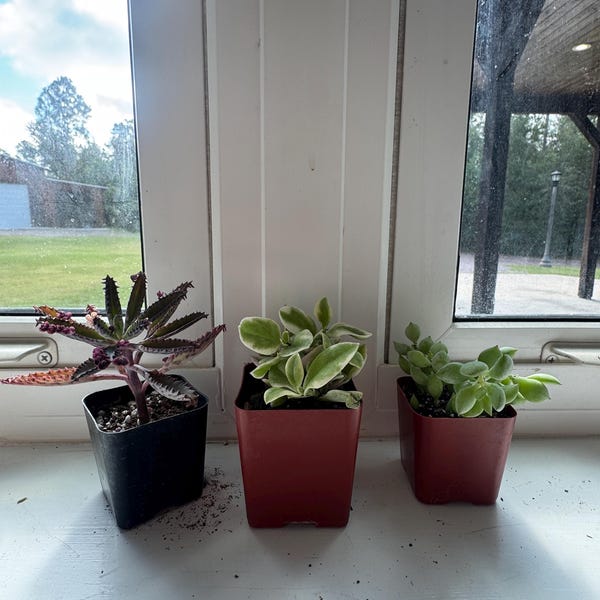 Variegated Baby Sun Rose, Ice Plant, Pink Succulent, Rare Plant in 2 ...