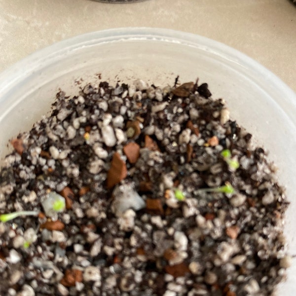 20 Seeds Lithops Aucampiae Mix / Freshly Harvest 20 Premium Quality ...