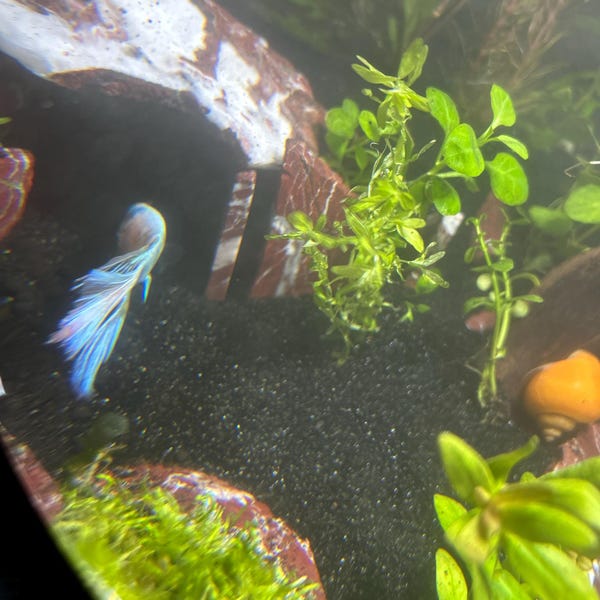 1 Bucephalandra Micro! Live Aquarium Plants! Free S/h Live Aquatic ...