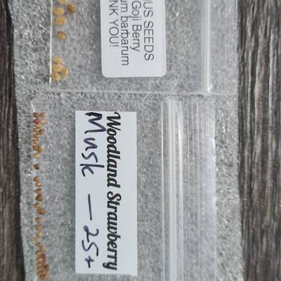 Applemint Seeds mentha Suaveolens Apple Mint Woolly Mint Pineapple Mint ...