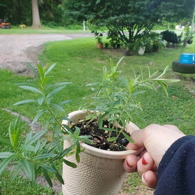 Schoenoplectus Pungens Common Threesquare Bareroot Live Plant Wetland ...