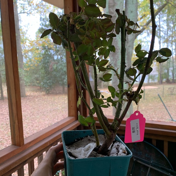 Chinese Julie. Climbing Rose Hanxian 涵仙cut Rose. Highly Recommended ...