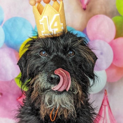 Floral in Blue Dog Bandana With Snap on for Dog Custom Bandana ...