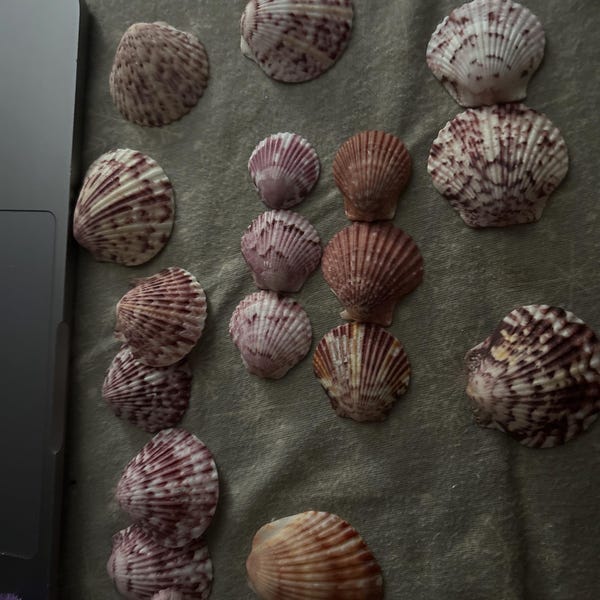 25+ Scallop Sea Shells, Florida Scallops, Sanibel Scallop Shells ...