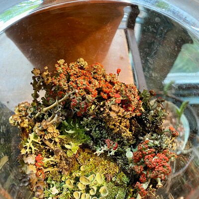 Moss Rock Cap Moss Terrariums Crafts Miniatures Fairy - Etsy