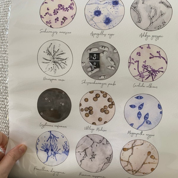 Fungi Collection, Science, Science Art, Mycology, Microbiology, Biology ...
