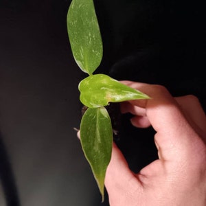 Alocasia Dragons Tooth Starter Plant must Buy A Minimum of ANY 2 PLANTS ...