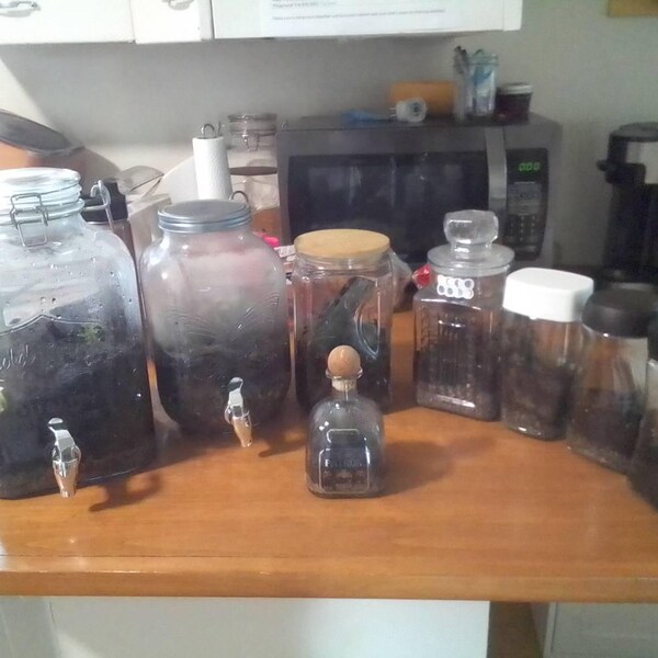 Badge Moss Plagiomnium Insigne Terrarium Glass Jar Vial Mini Forest ...