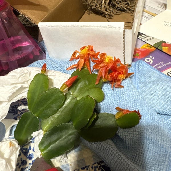 Spring Cactus, Easter Cactus, Rhipsalidopsis Gaertneri - Unrooted ...