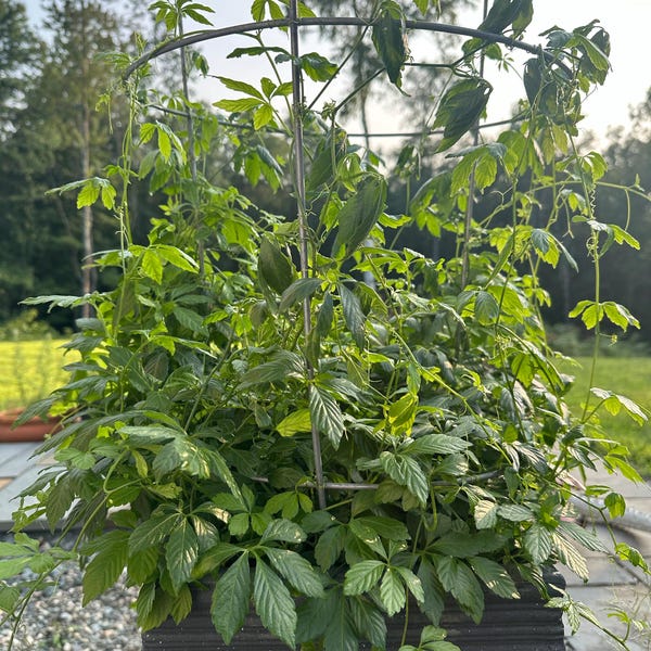 Big Red Peppers Seeds - Etsy