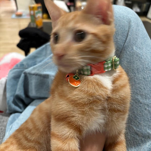 Clementine Cat Collar, Green Gingham Cat Collar With Clementine Charm ...