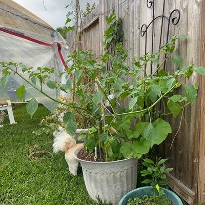 Applemint Seeds mentha Suaveolens Apple Mint Woolly Mint Pineapple Mint ...