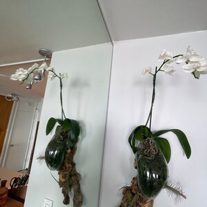 Molten Glass & Gamal Root Patterned Flower Vase With LED Light - Etsy