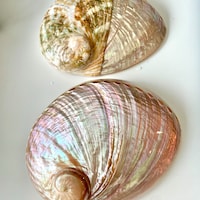 AAA, 3.5inch / 9cm, Gold / Black Mother of Pearl Shell Natural Cut, MOP ...