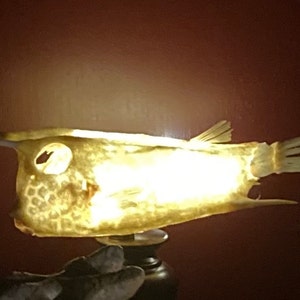 Real Silver Toadfish Skull, Silver Toadfish Skeleton, Lagocephalus ...