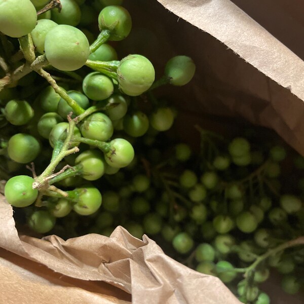 Fresh Whole Burdock Root, Gobo Root - Etsy