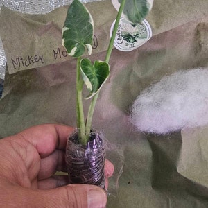 Alocasia Mickey Mouse xanthosoma Albomarginata Starter Plant ALL ...