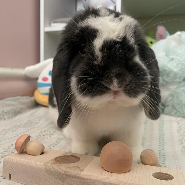 Mushroom Foraging Tray Toy for Bunnies Boredom Buster Enrichment for ...