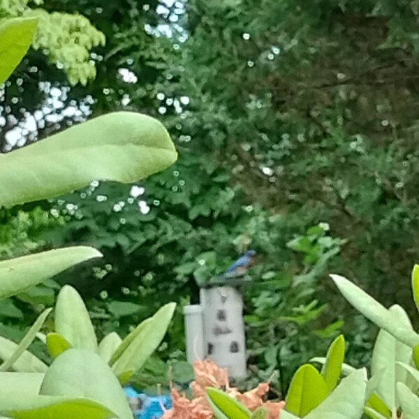 Bluebird Bird House, Floral HAND PAINTED, Lasts a Lifetime, PVC ...