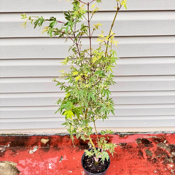 Pinus Densiflora 'pope' (pope Japanese Pine) Rare! - Etsy