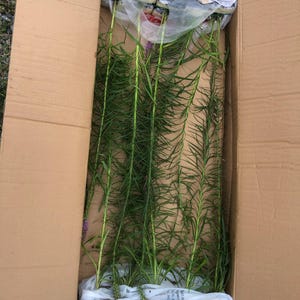 Ninebark physocarpus Opulifolius 3 Pack tubelings - Etsy