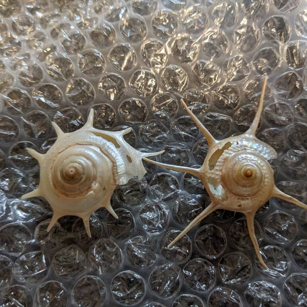 Imperfect Guildfordia Yoka Shell - Specimen Shells - Crafters Seashells ...